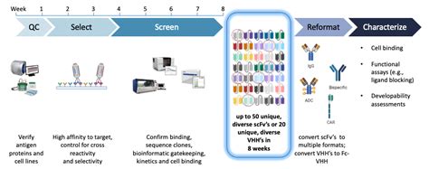 Phage Display Antibody Discovery Charles River