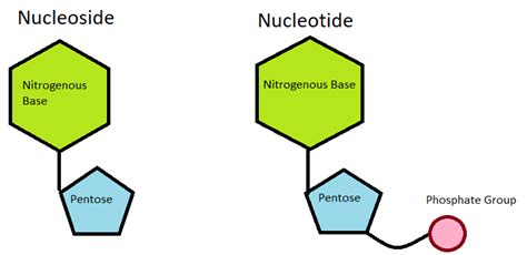 Difference Between Nucleotide And Nucleoside With Examples Viva
