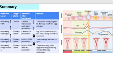 Puberty And Menstrual Cycle Ks4 Teaching Resources