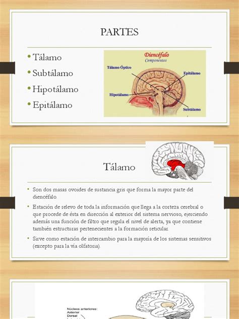 Exposición Del Diencéfalo Descargar Gratis Pdf Hipotálamo