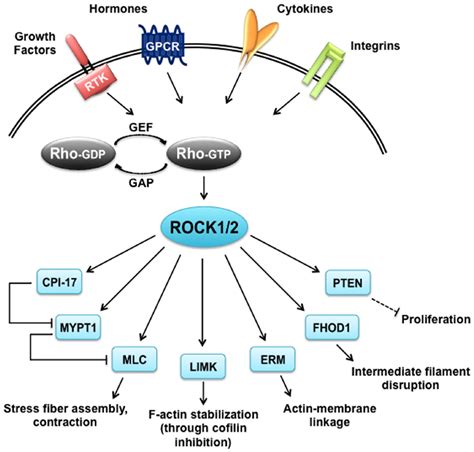 Frontiers The Function Of Rho Associated Kinases Rock1 And Rock2 In