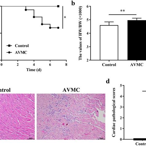 Mouse Model Of Avmc Male Balb C Mice Were Infected With Cvb3 On Day 0