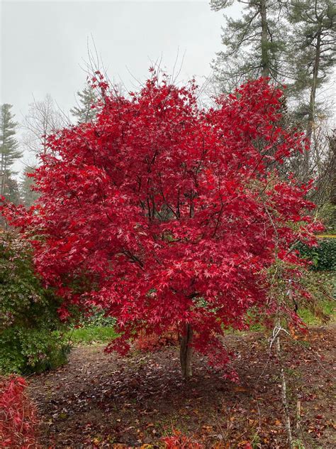 Buy Acer Palmatum Emperor 1 Red Japanese Maple – Mr Maple │ Buy