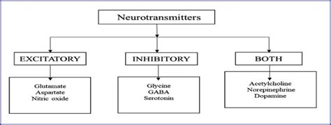 Neurotransmitters And Their Functions Chart