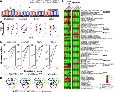 Transcriptional Profiling Of Intestinal Tissue Samples From Germ Free