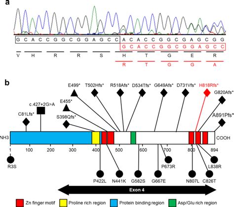Novel Bcl11b Truncation Variant In A Patient With Developmental Delay