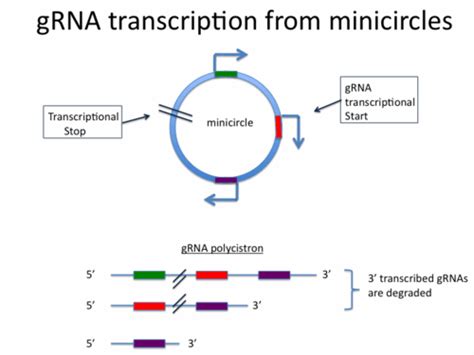 Guide Rna Mcmanus Lab