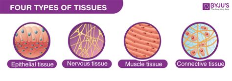 Types Of Tissues And Examples