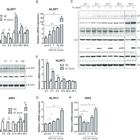 M Bovis Infection Leads To Upregulation Of Nlrp7 Mrna Expression A
