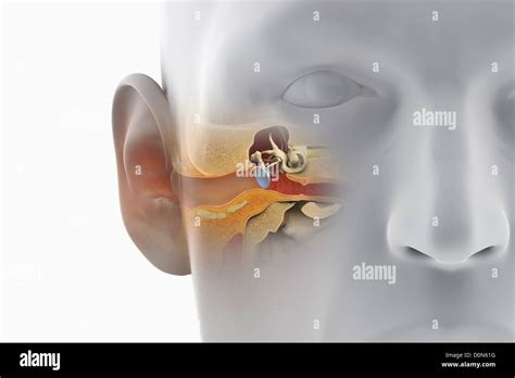Anatomy Of The Ear