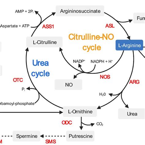 Overview Of Pathways Involved In Arginine Metabolism Abbreviations