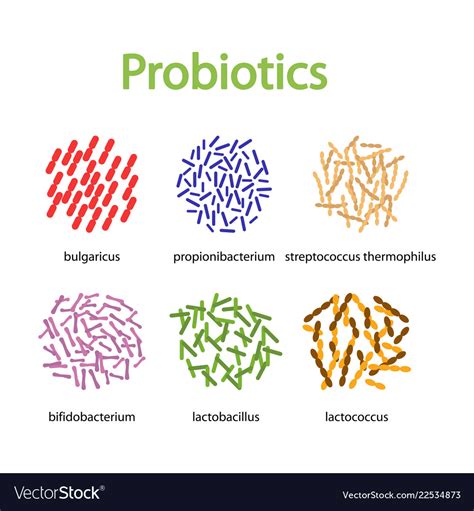 Microscopic Probiotics Set Good Bacteria And Vector Image