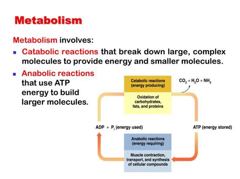 Ppt Metabolic Pathways Powerpoint Presentation Id 2265486