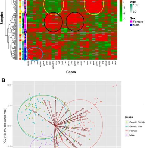pdf gene expression analysis at the onset of sex
