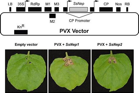 Map Of The Potato Virus X Based Binary Vector Pgr107 Used For The In