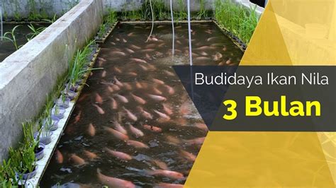 Budidaya Ikan Nila Di Kolam Beton Usia 3 Bulan Part 3 Youtube