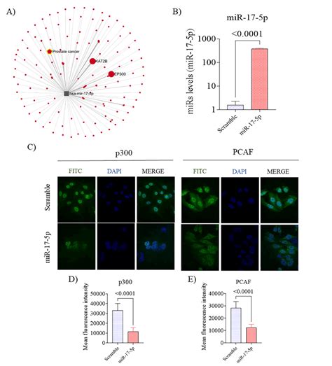 The Layout Of The Pc 3 Cell Line After Treatment With Mir 17 5p Mimics