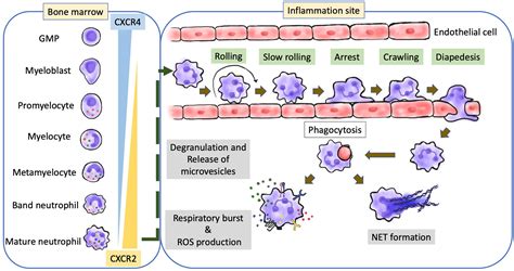 Frontiers Roles Of Neutrophils In Glioma And Brain Metastases