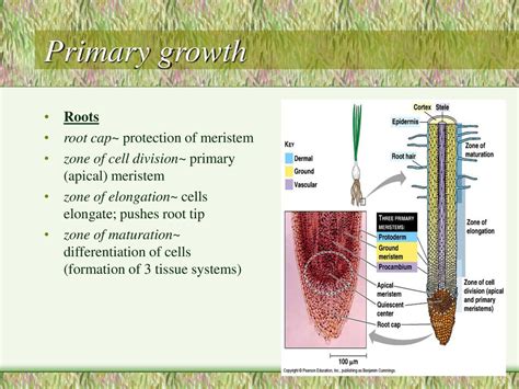 Botany Plant Diversity Ppt Download