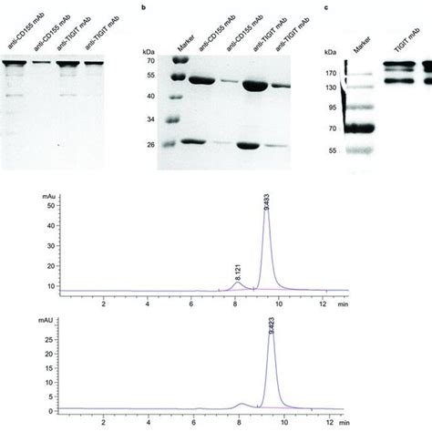 Construction Of Expression Vector Pcdna3 4 Expression Vector Map