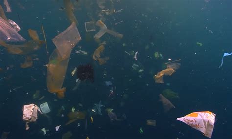 Marine Plastic Pollution Facts And Information Waf