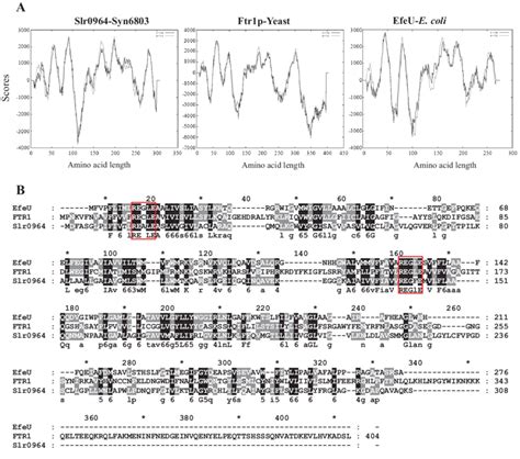 Transmembrane Domains A And Amino Acid Sequence Alignment B Of