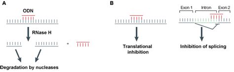 Structure Functions Relations In Small Interfering Rnas Intechopen