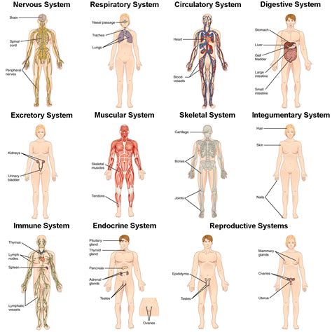 Integration Of Systems Biology For Majors Ii