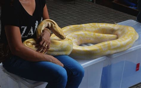 girl suffers injuries from python bite at chicago expo