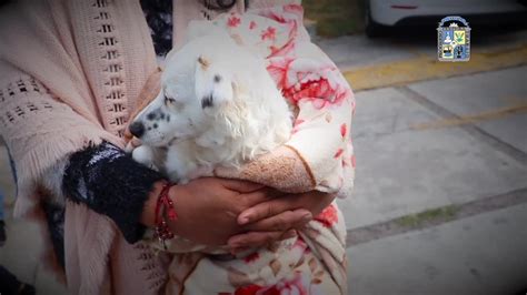 Jornada De Esterilización Canina Y Felina La Primera Jornada De