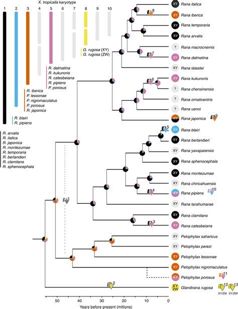 sex chromosome turnovers across 28 true frog species sex