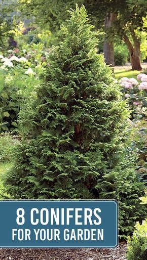 Get To Know Different Types Of Conifers Artofit