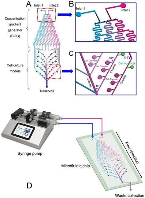 Design Of The Microfluidic Device A Scheme Of The Chi