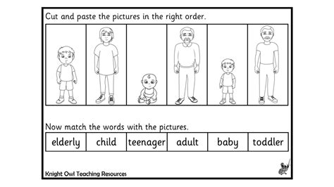 Human Life Cycle Printables