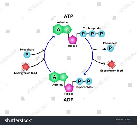 Vector Illustration Adenosine Triphosphateatp Adenosine Diphosphate
