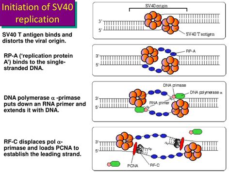ppt eukaryotic dna replication powerpoint presentation free download