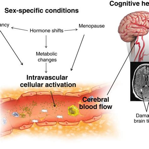Schematic Of Sex Specific Conditions Activating Cells Of The Vascular