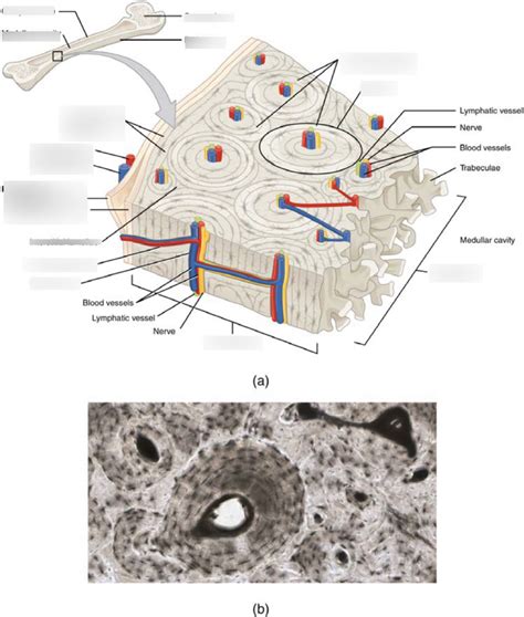Structure Of Compact Bone Diagram Quizlet