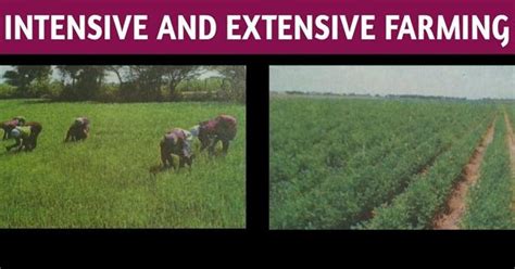 Difference Between Intensive And Extensive Farming Farming Techniques