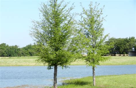 bald cypress trees dallas fannin tree farm frisco tx