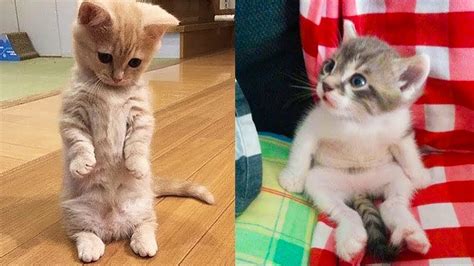 Tik Tok Cats Funny And Cute Cats Video Compilation 36 Youtube