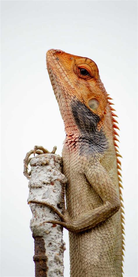Bearded Dragon Wallpaper Ixpap