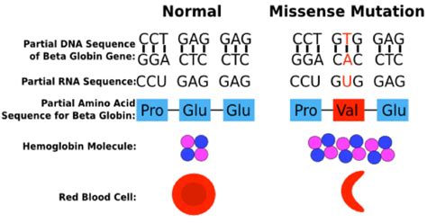 Sickle Cell Hemoglobin Mrna Sequence