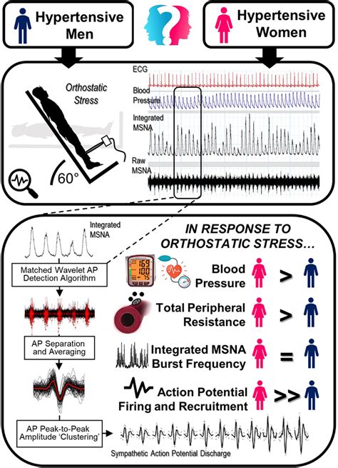 sex differences in the sympathetic neural recruitment and hemodynamic