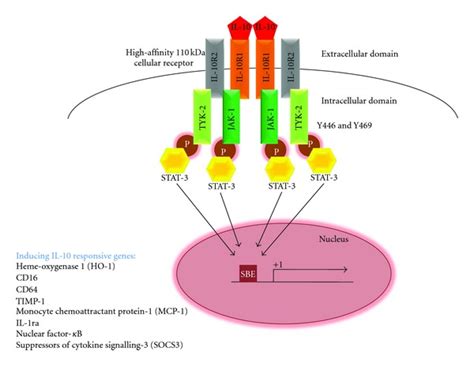 Diagram Illustrating The Jak Stat Signal Transduction Pathway Activated