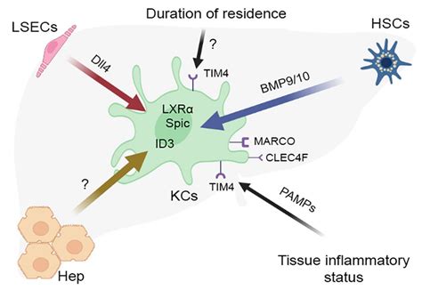 Development Phenotype And Macrophage Niche Of Kupffer Cells