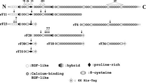 Schematic Diagrams Of The Domain Structure Of Fibrillin 1 And
