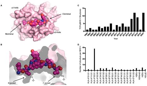 Ijms Free Full Text Tcr Recognition Of Peptide Mhc I Rule Makers