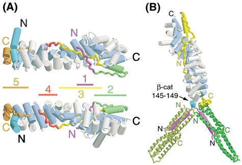 The Structure Of The β Catenin E Cadherin Complex And The Molecular