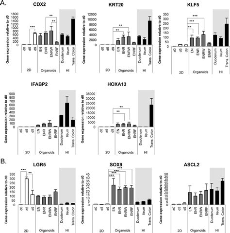 Hpsc Derived Organoids Express Intestinal Marker Genes At Levels